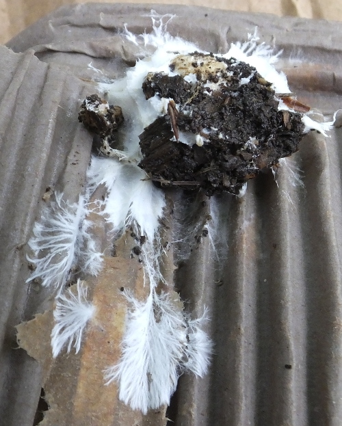 Fungi (i): Edible Mushrooms – Robin Hill Gardens